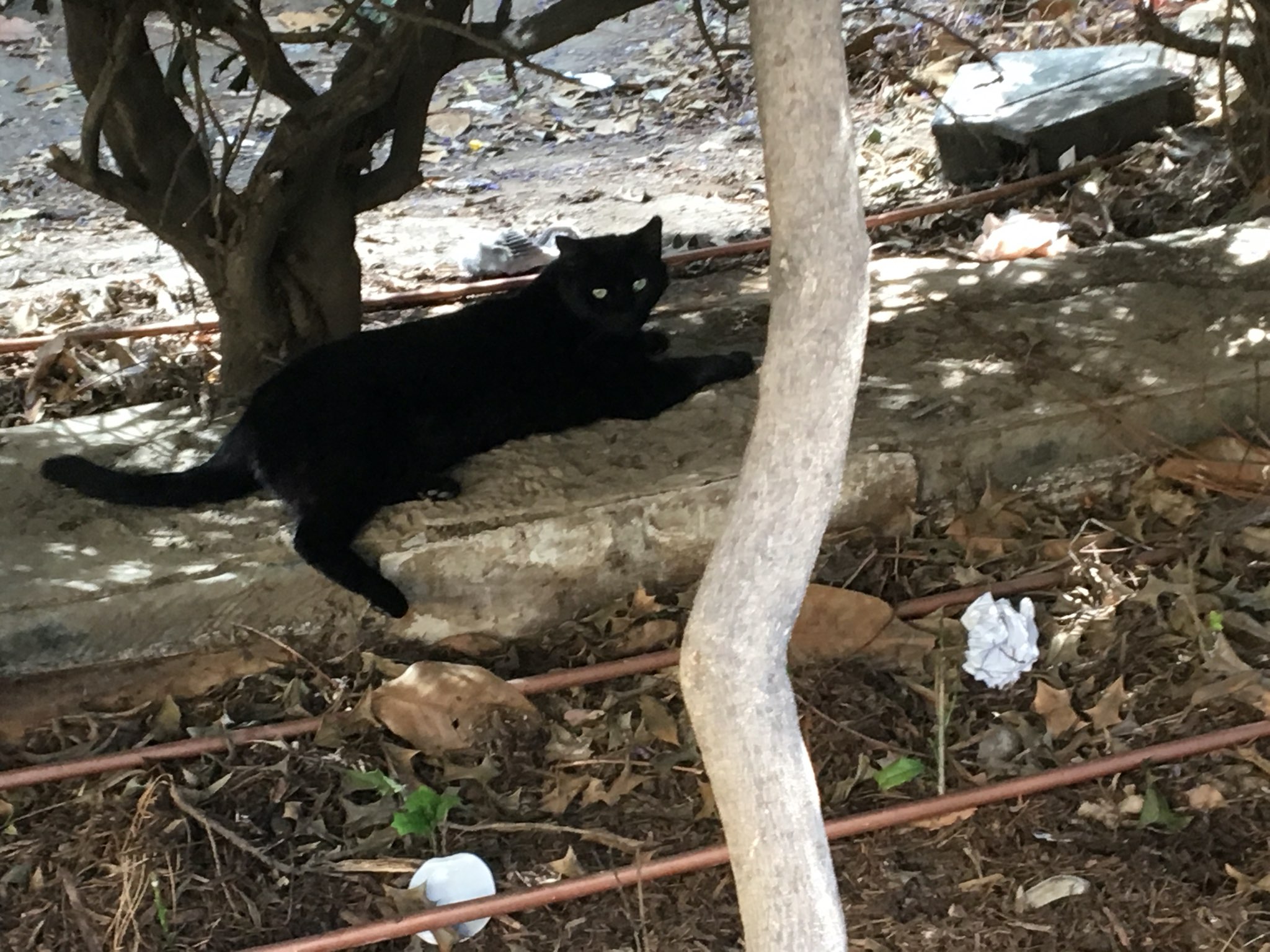 Managing our Colony with TNR | Library Cats