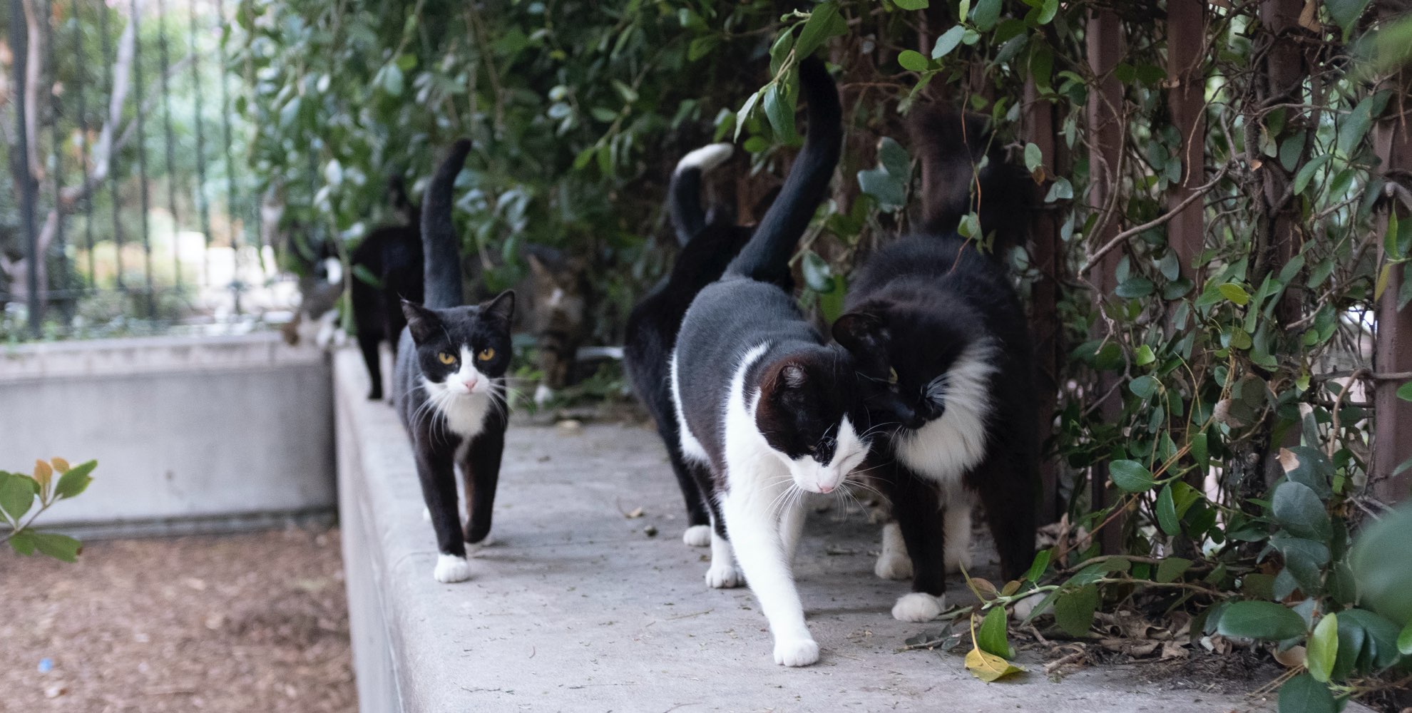 Welcome to The Library Cats Rescue of DTLA | Library Cats